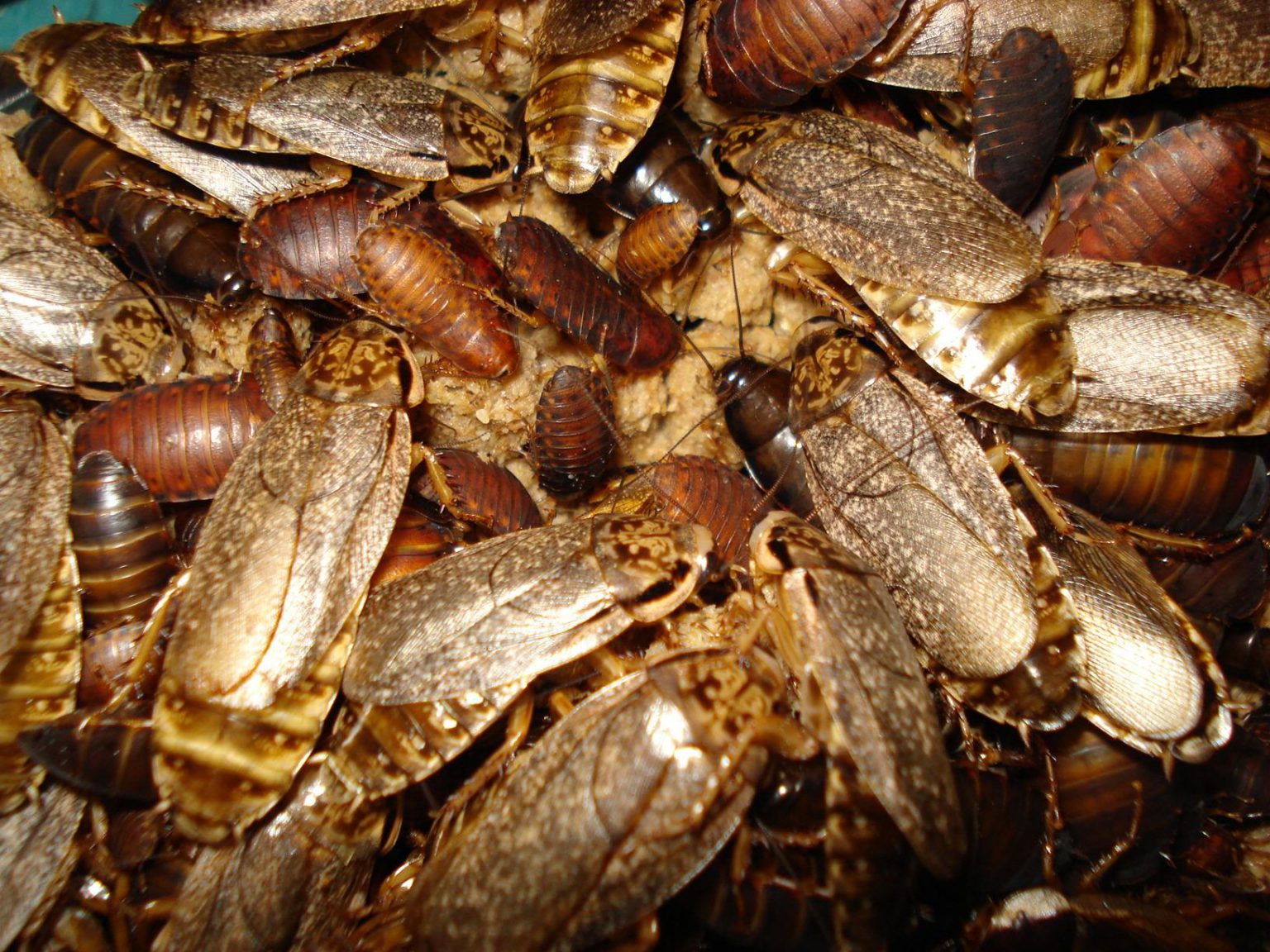 Habitat da Barata: Onde Elas Vivem? – Mundo Ecologia