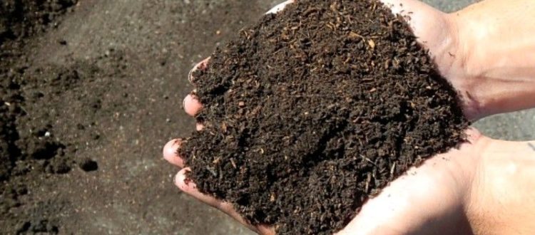 O Que é Processo Pedogenético? Para Que Serve? – Mundo Ecologia