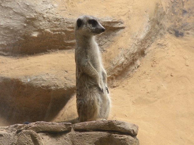 Suricato: Curiosidades e Fatos Interessantes Sobre o Animal – Mundo ...