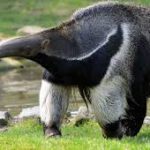 Historia do Tamanduá e Origem do Animal | Mundo Ecologia