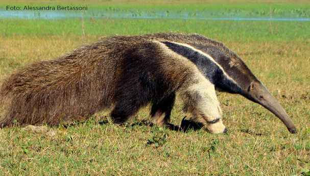 Historia do Tamanduá e Origem do Animal – Mundo Ecologia