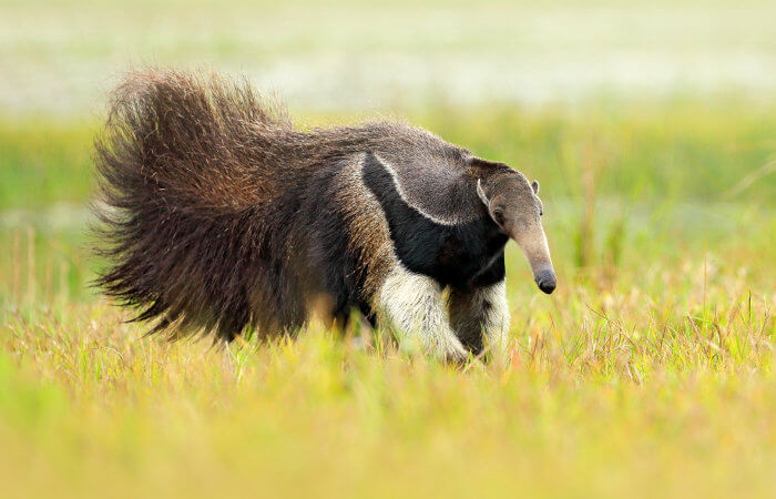 Historia do Tamanduá e Origem do Animal – Mundo Ecologia