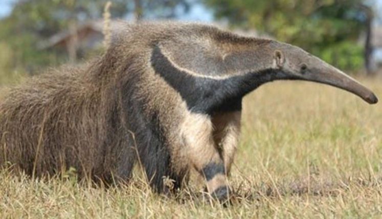 Tamanduá Bandeira: Como se Locomove? Sistema Locomotor | Mundo Ecologia