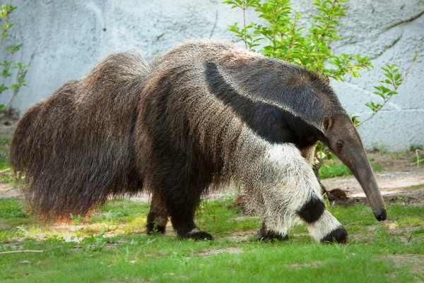Tamanduá do Norte: Características, Nome Científico e Fotos | Mundo ...