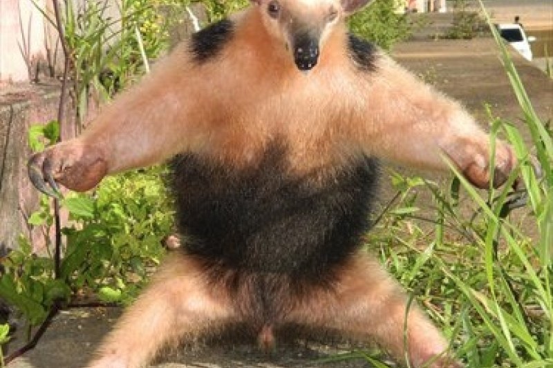 Historia do Tamanduá e Origem do Animal – Mundo Ecologia