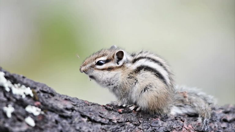 Lista De Espécies De Esquilos: Tipos Com Nome E Fotos – Mundo Ecologia