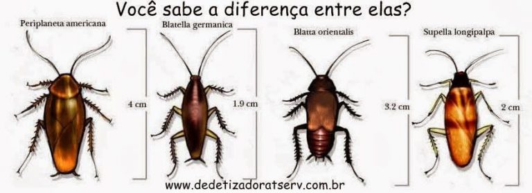Barata Cascuda Voadora: Características, Nome Cientifico e Fotos ... Barata Cascuda Voadora: Características, Nome Cientifico e Fotos ...