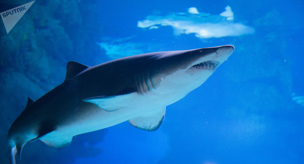 Habitat do Tubarão: Onde Eles Vivem? | Mundo Ecologia