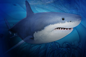 Habitat do Tubarão: Onde Eles Vivem? | Mundo Ecologia