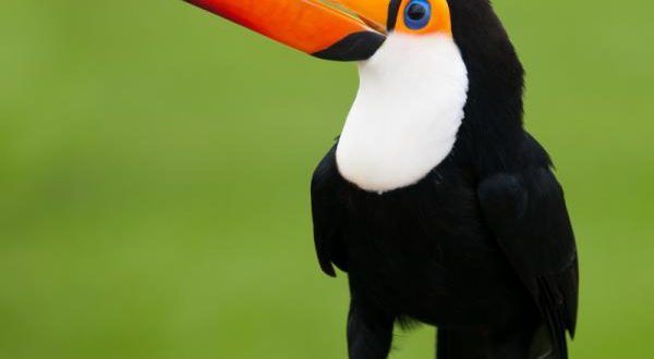 Alimentação do Tucano: O Que Eles Comem? | Mundo Ecologia