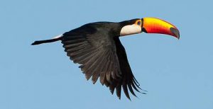 Reprodução do Tucano: Filhotes e Período de Gestação | Mundo Ecologia