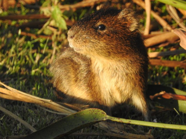 Tuco-Tuco: Reino, Filo, Classe, Ordem, Família e Gênero – Mundo Ecologia