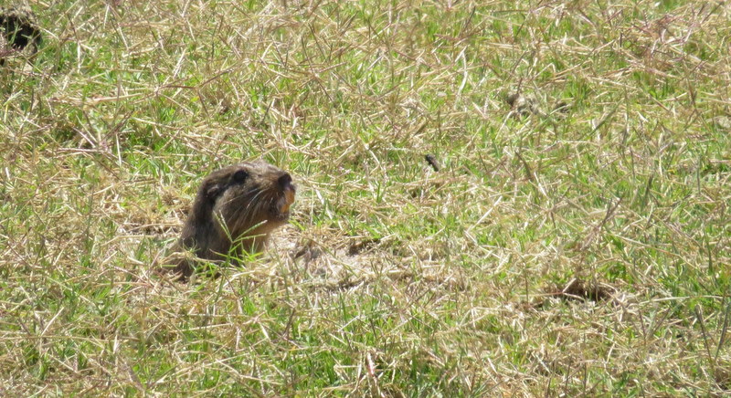 Comportamento do Tuco-Tuco, Hábitos e Modo de Vida do Animal – Mundo ...