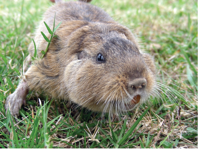 Comportamento do Tuco-Tuco, Hábitos e Modo de Vida do Animal – Mundo ...