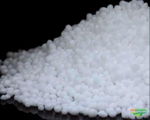 Qual a Função da Ureia Nas Plantas? Pra Que Servem? | Mundo Ecologia