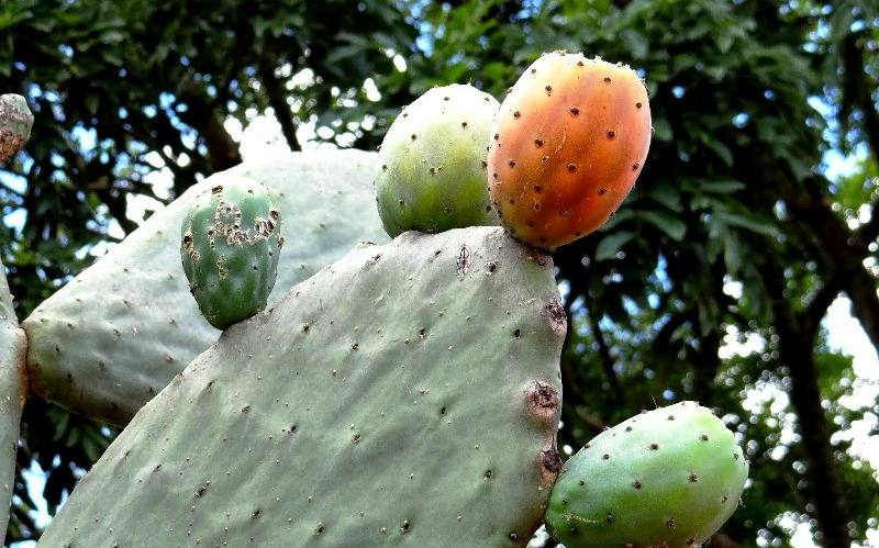 Cacto Figueira da Índia: Características, Como Cultivar e Fotos | Mundo ...