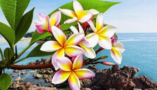 Ficha Técnica da Flor Jasmim Manga: Raiz, Folhas e Caule – Mundo Ecologia