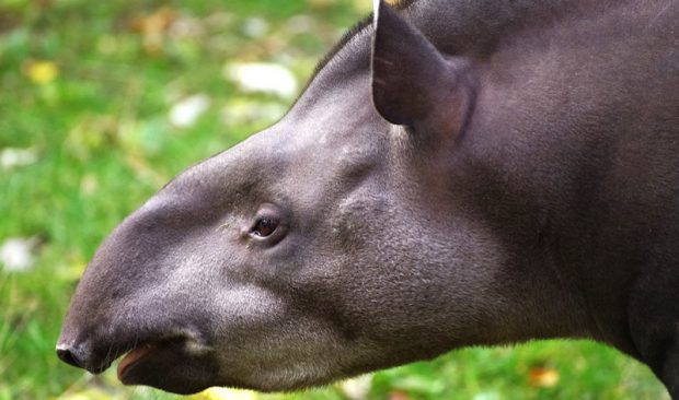 Tudo sobre a anta: características, nome cientifico e fotos | Mundo ...