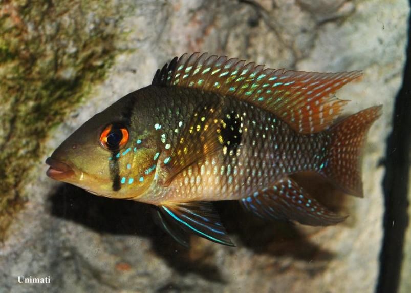 Peixe Acará: Reino, Filo, Classe, Ordem, Família e Gênero | Mundo Ecologia