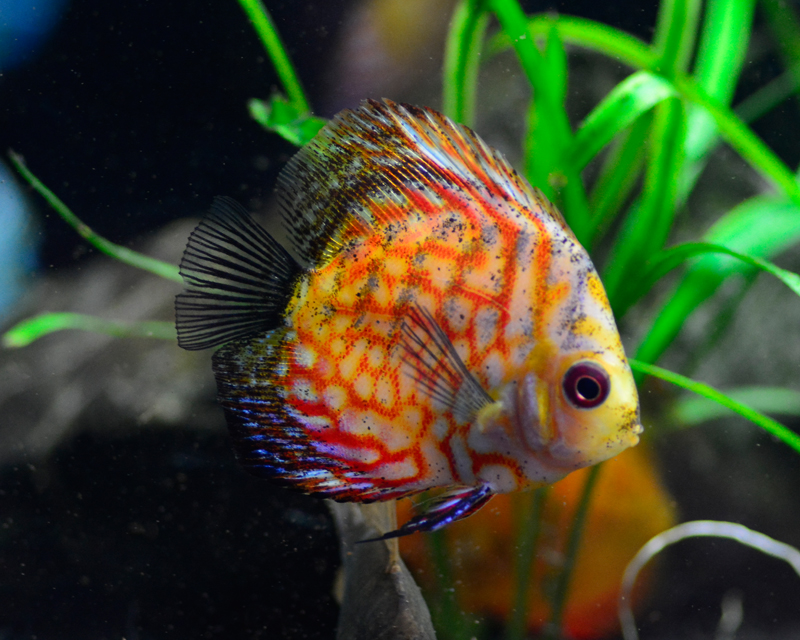 Peixe Acará: Reino, Filo, Classe, Ordem, Família e Gênero | Mundo Ecologia