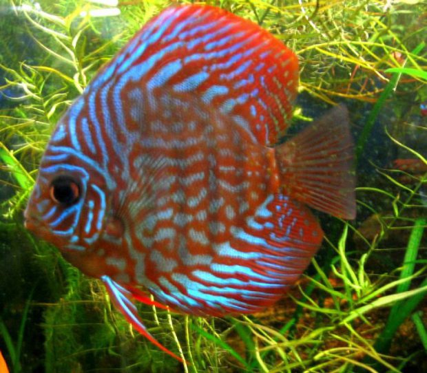 Lista De Tipos E Espécies De Peixe Acara Com Nome E Fotos | Mundo Ecologia