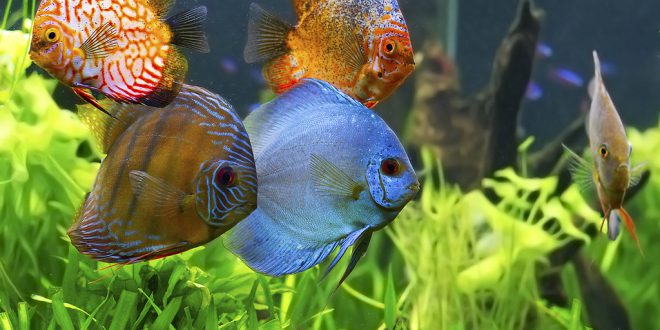 Lista De Tipos E Espécies De Peixe Acara Com Nome E Fotos | Mundo Ecologia