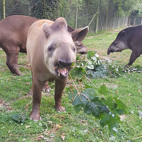 Anta-Sul-Americana: Curiosidades, Alimentação E Imagens – Mundo Ecologia