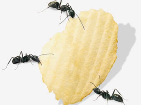 Alimentação da Formiga: o que elas Comem? | Mundo Ecologia