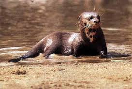 Características da Ariranha: Peso, Altura, Tamanho e Imagens – Mundo ...