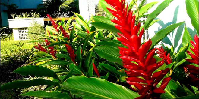 Alpínia Purpurata: Curiosidades e Fatos Interessantes Sobre a Flor ...