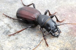 Besouro-Tigre: Características, Nome Cientifico e Fotos | Mundo Ecologia