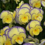 Tipos de Flor Amor Perfeito: Espécies com Nomes, Cultivo e Fotos ...