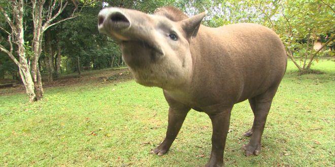 Tudo sobre a anta: características, nome cientifico e fotos | Mundo ...