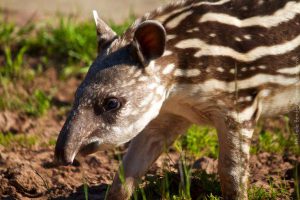 Tudo sobre a anta: características, nome cientifico e fotos | Mundo ...
