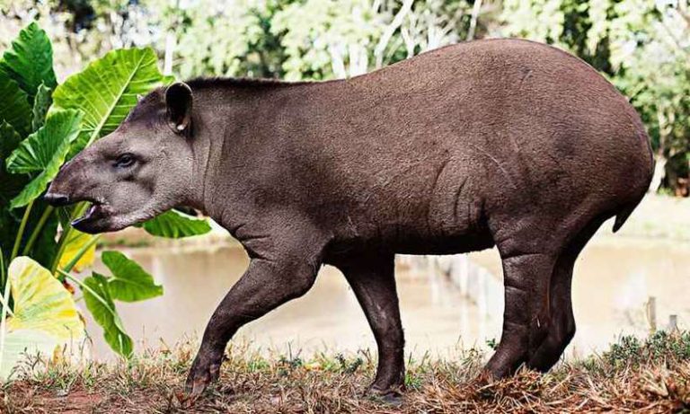 Ciclo de Vida da Anta: Quantos Anos Elas Vivem? – Mundo Ecologia