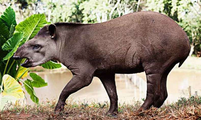 Ciclo de Vida da Anta: Quantos Anos Elas Vivem? – Mundo Ecologia