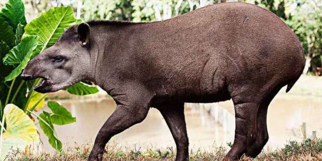 Reprodução da Anta: Filhotes e Período de Gestação | Mundo Ecologia