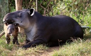 Tudo sobre a anta: características, nome cientifico e fotos | Mundo ...