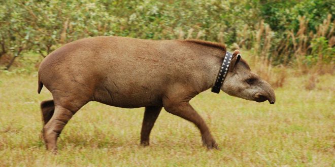 Anta Curiosidades E Fatos Interessantes Sobre O Animal | Mundo Ecologia