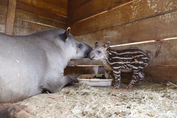 Reprodução da Anta: Filhotes e Período de Gestação – Mundo Ecologia