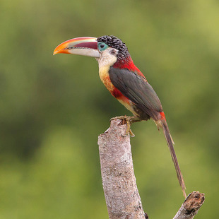 Araçari-Mulato: Características, Nome Científico, Habitat E Fotos ...