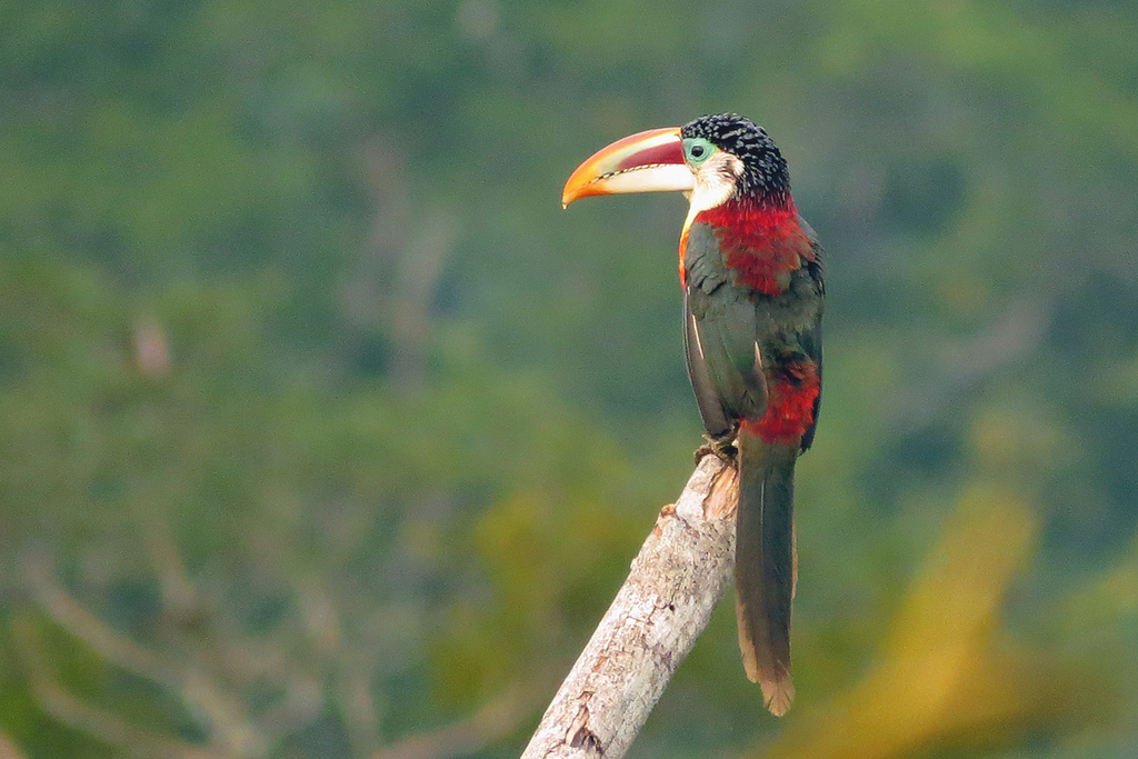 Araçari-Mulato: Características, Nome Científico, Habitat E Fotos ...