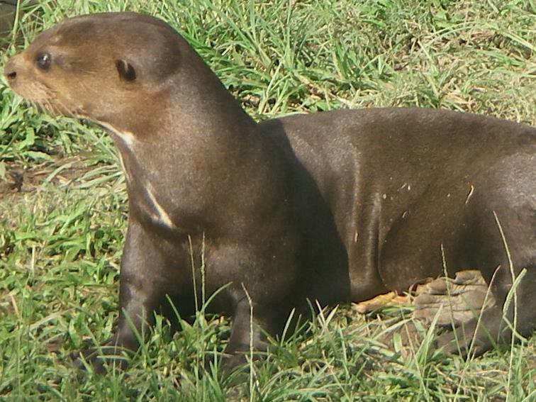 Distribuição e Conservação das Ariranhas: Fotos | Mundo Ecologia