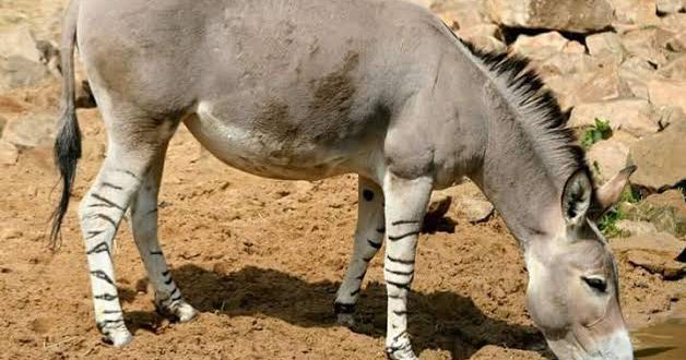 História do Asno e Origem do Animal | Mundo Ecologia