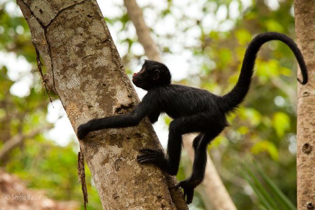 Lista de Espécies de Macacos: Tipos com Nome e Fotos – Mundo Ecologia