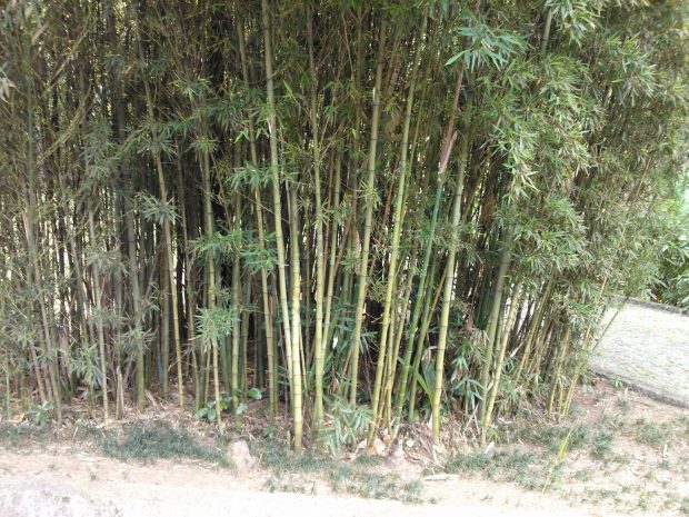 Bambu Cana-Da-Índia: Características, Como Cultivar e Fotos | Mundo ...