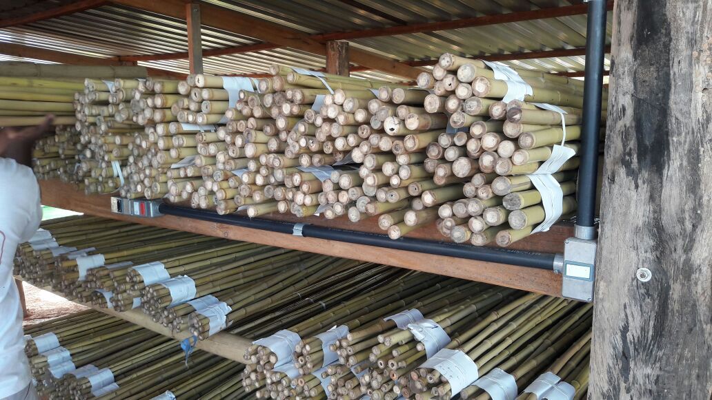 Bambu Cana-Da-Índia: Características, Como Cultivar e Fotos | Mundo ...