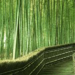 Bambu Chinês: Características, Como Cultivar e Fotos | Mundo Ecologia