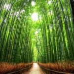 Bambu Chinês: Características, Como Cultivar e Fotos | Mundo Ecologia