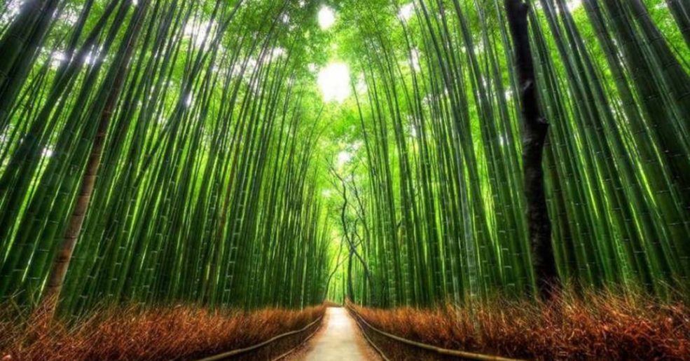 Bambu Chinês: Características, Como Cultivar e Fotos | Mundo Ecologia